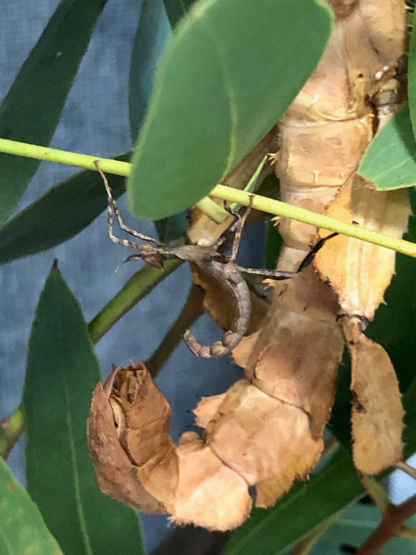 STEM Lab Stick Insects - St Catherine's School