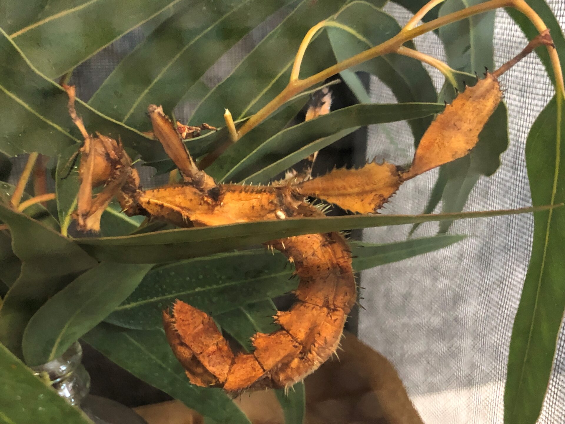 Stickies in the STEM Lab - St Catherine's School